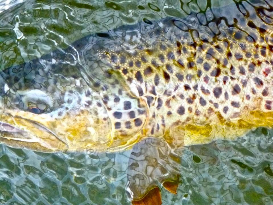 Fly fishing in a day class-Washington | Embark.org